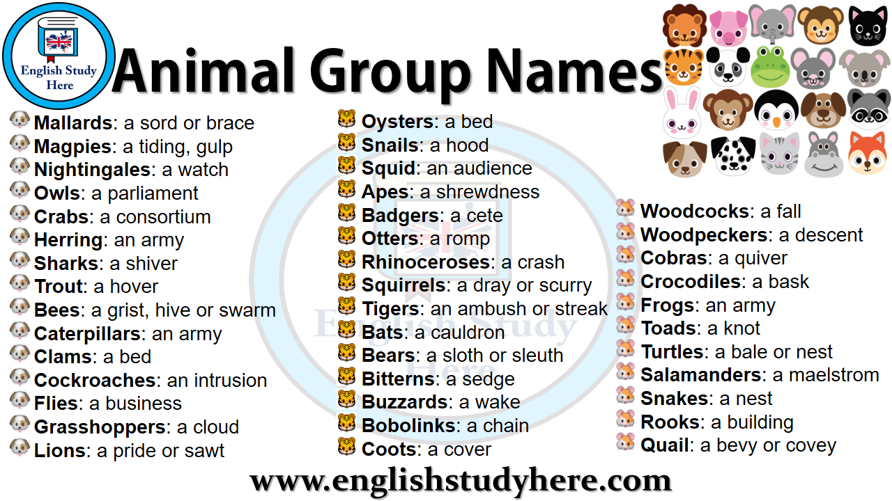 Animal Group Names English Study Here