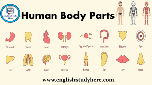 Human Body Parts Names - English Study Here
