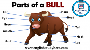 english Parts of a bull Archives - English Study Here