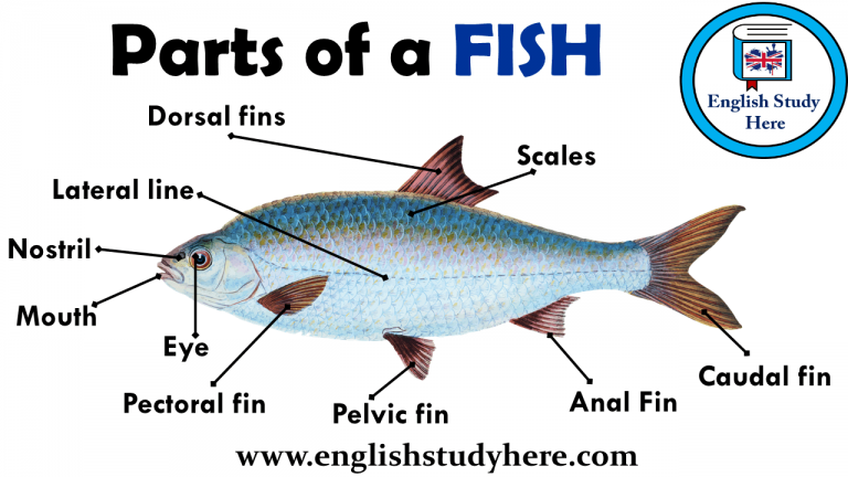 Parts Of A FISH Vocabulary English Study Here