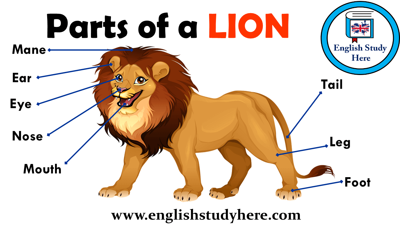 Parts Of A LION Vocabulary English Study Here