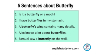 5 Sentences about Butterfly in English - English Study Here